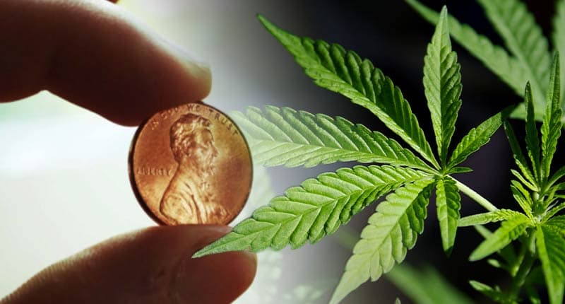 Are These Marijuana Penny Stocks To Buy Or Avoid Right Now?